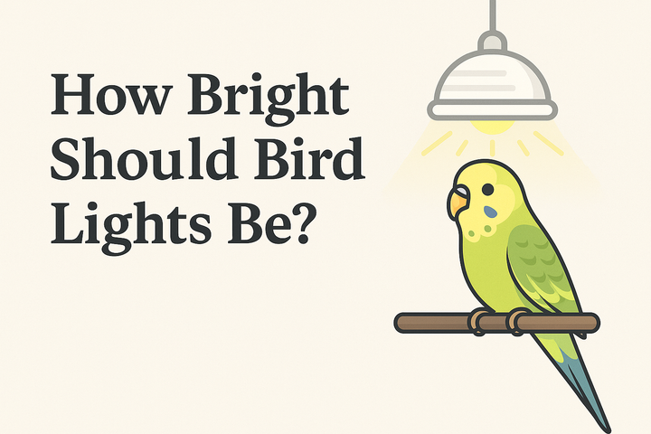 Bird Lighting Blog | Safe, Natural, UVB-Free Indoor Light for Birds – M ...