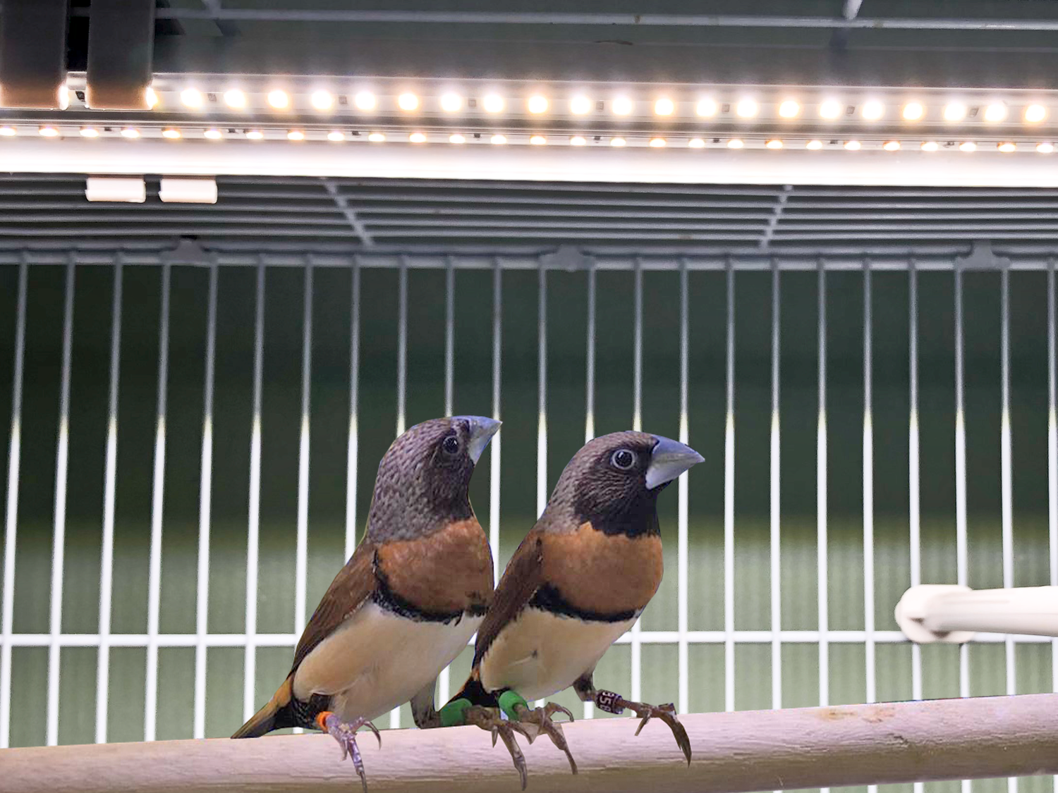 Bird Cage Light | M&M Cage Company
