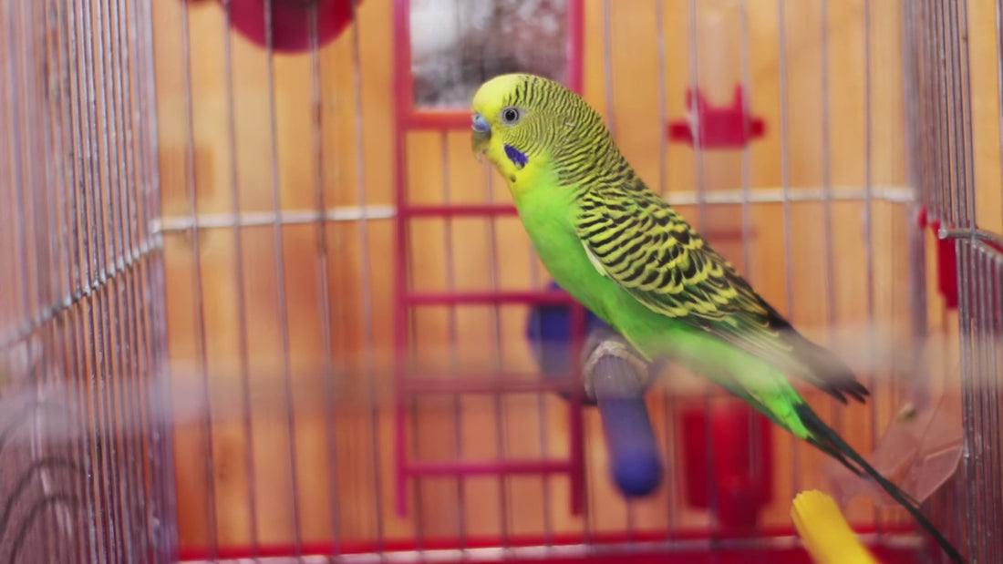 Premium Bird Cage Lights – Safe LED Lighting for Birds | M&M Cage Comp ...